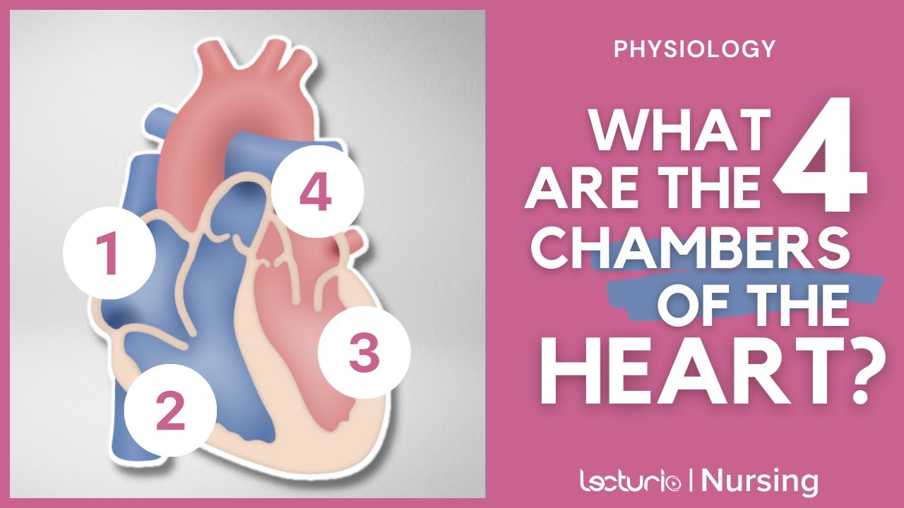 ATRIA and VENTRICLES: Chambers of the Heart | Physiology | Lecturio Nursing