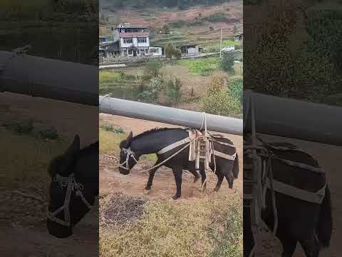 "Ancient Horse Transport Secrets: How They Moved Heavy Materials Before Machines!"