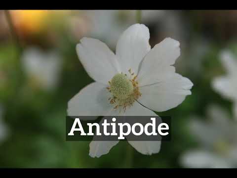 How Does Antipode Look? | What is Antipode? | How to Say Antipode in English?