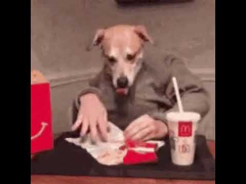 dogs π πΆ #dogs #mcdonalds #eating #shorts #edit #clips #human #gif #funny #viral #video #500sub