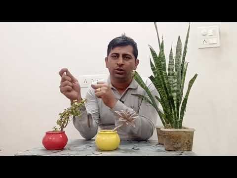 gardening m paryog hone Wale purining , mulching, grafting , dormancy ka matalab and use #tips