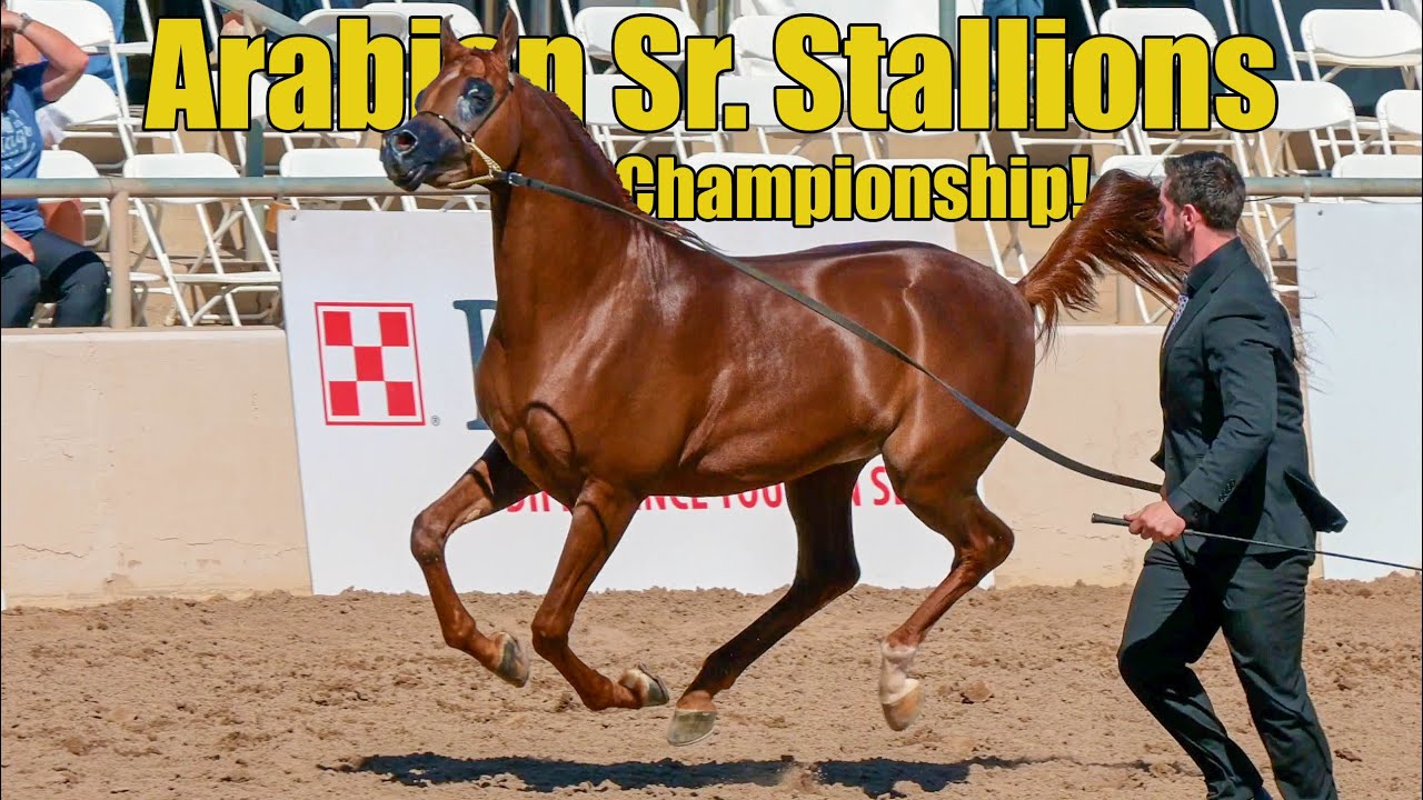 Arabian Senior Stallion Championship | Scottsdale Arabian Horse Show