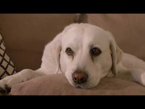 Sugarland Animal Hospital - TV Commercial