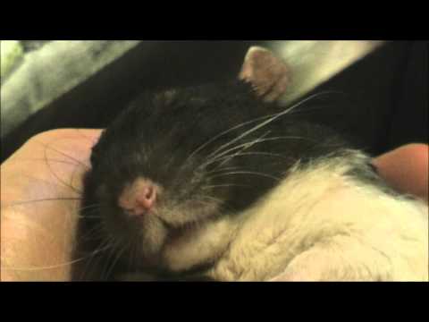 Rattie 'Boo-boo' Eye Boggling