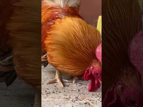 Spiritual Meaning & Superstition of Rooster Crowing At Night