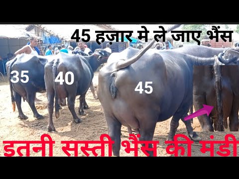 50,000 तक गाय और मुर्रा भैंस की मंडी,पशु मंडी भागलपुर,cow मंडी,पशु मंडी,पशु मेला,पशु बाज़ार