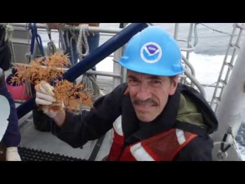 Gary Williams: Gulf of Farallones | California Academy of Sciences