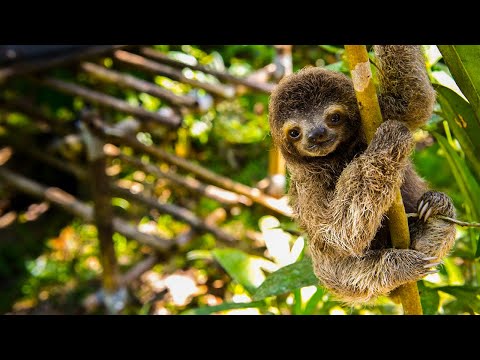 Aid Sloth Conservation And Wildlife Protection | The Great Projects