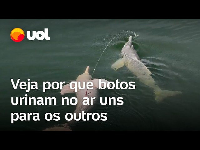 Xixi aéreo: pesquisadores estudam por que golfinhos urinam para o ar