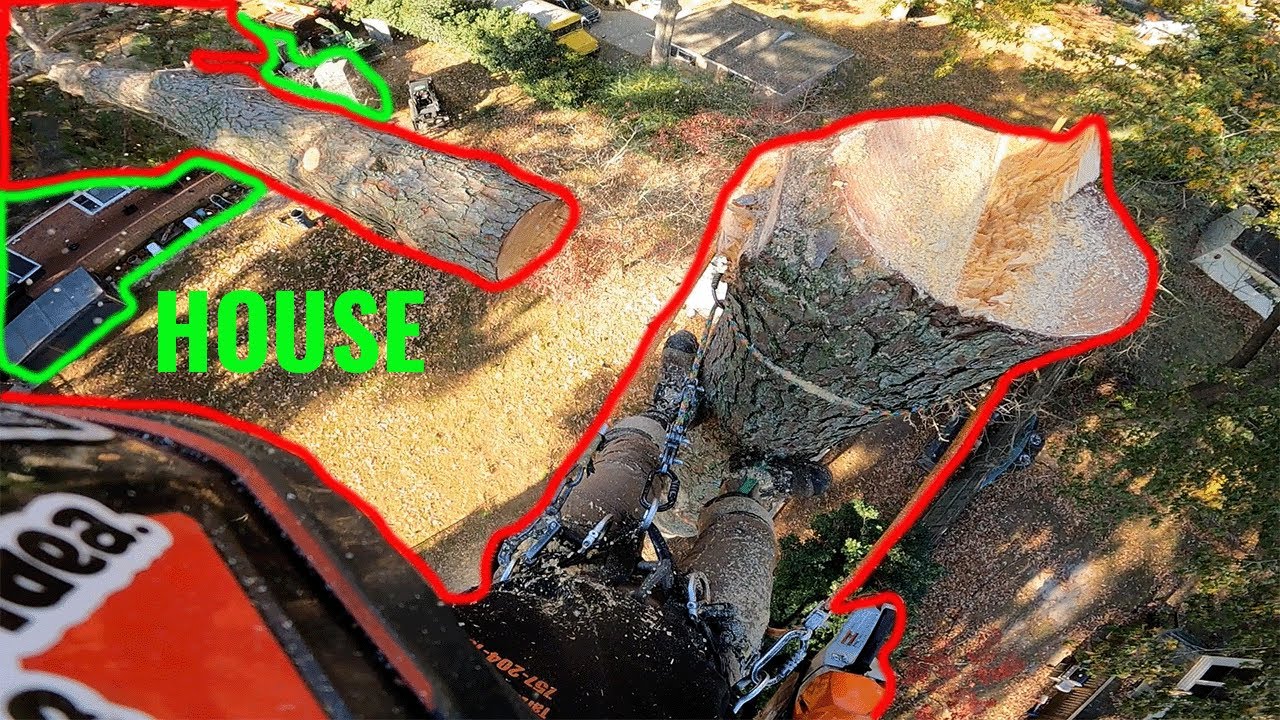 Removing a Big Pine by the House