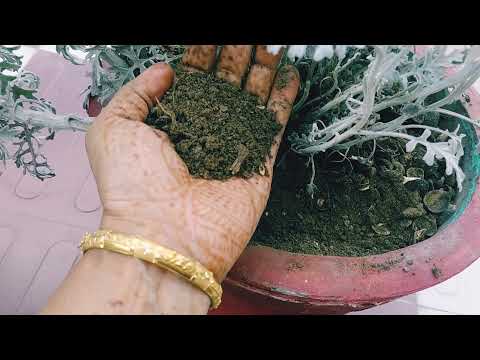 Dusty Miller।। Silver Ragwort।। Silver Dust।।Jacobaea maritima।।S cineraria।। care and propagation