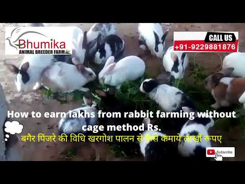 Rabbit Farming in India
