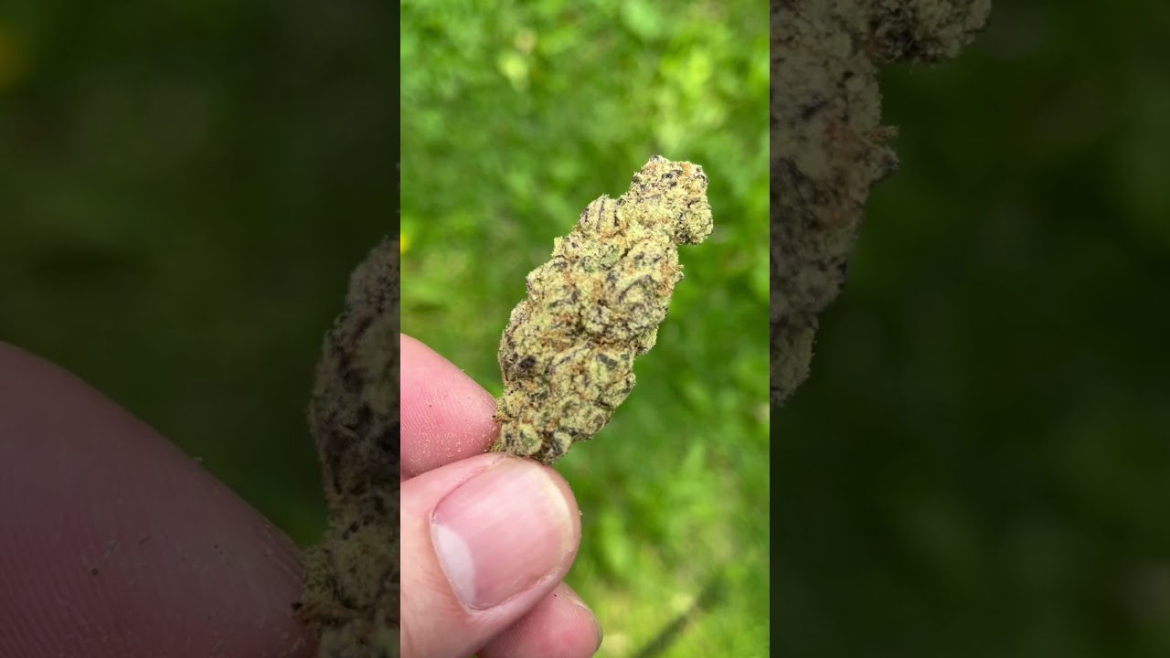 Permanent Marker from THCA small buds #freetheplant #420community #exotic #thcareview #420