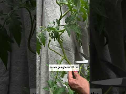 Stop Pruning the Suckers-This Is How to Prune Tomatoes the Right Way #garden #tomato #pruning #plant