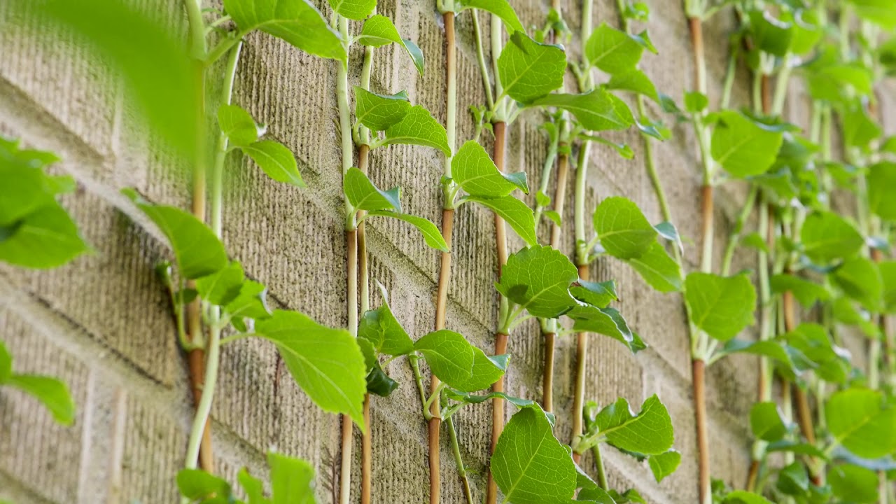 Hydrangea anomala ssp  petiolaris - Climbing Hydrangea