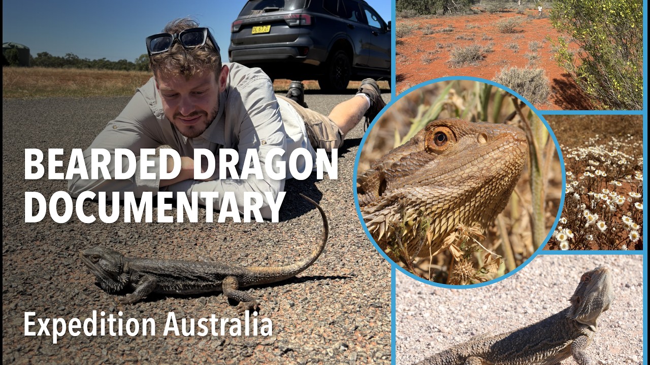 Bearded Dragons of Australia: The Documentary