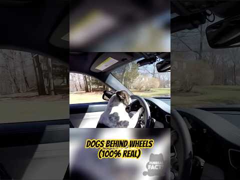 Dog Passes Driving Test in One Try (Not CGI)