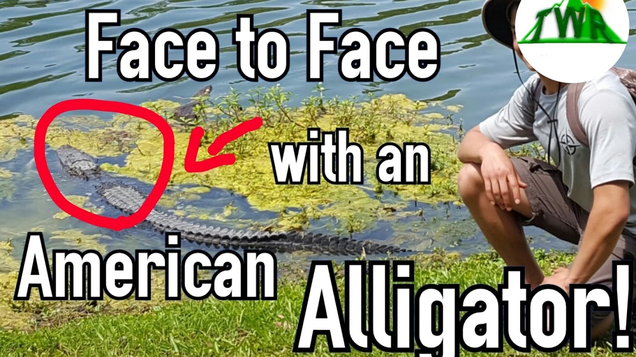 All About The American Alligator!