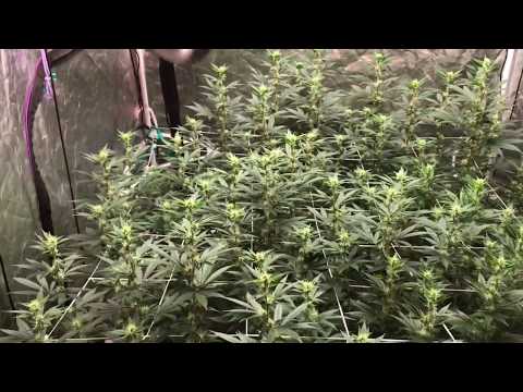 Day 30 Flower: HLG550 + GMO Cookies