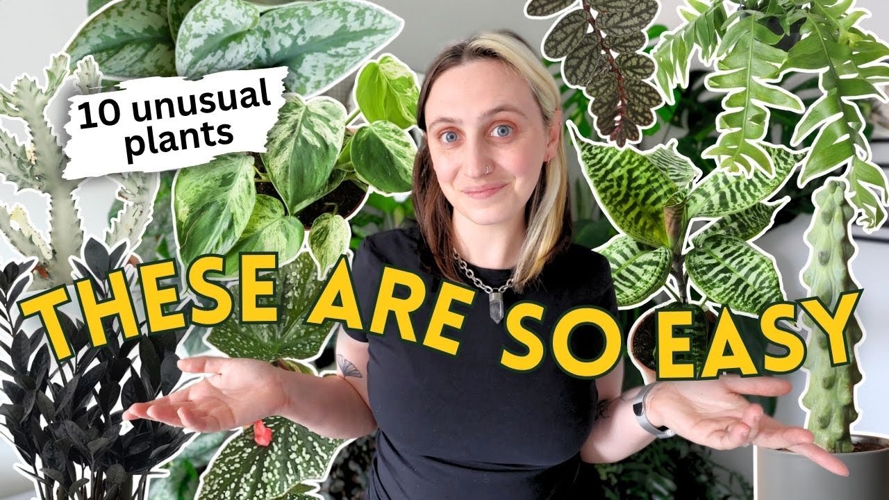 10 Low-Maintenance Houseplants Anyone Can Keep Alive 🌿 Easy Uncommon Plants