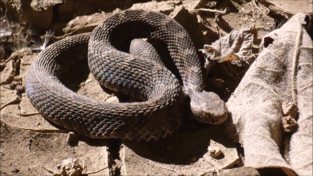 9 ANIMALES ENDEMICOS DE MEXICO