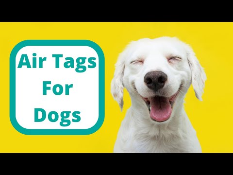 Track Your Pets With AirTags