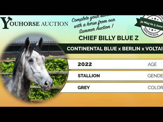 Youhorse.auction | Chief Billy Blue Z