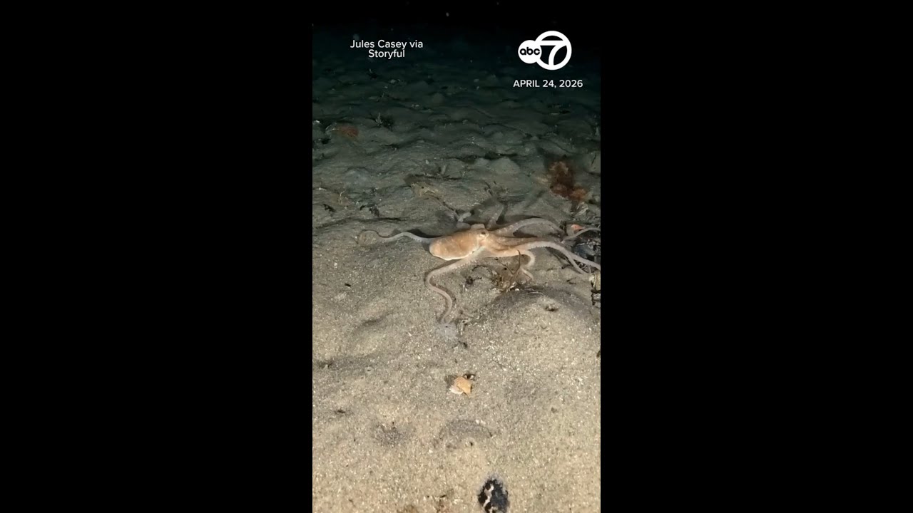 Watch this rare octopus disappear into the sand 🐙