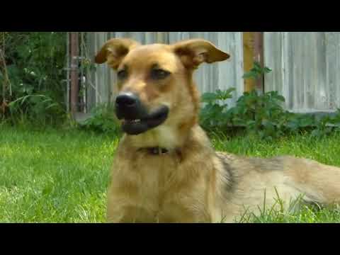 Video of adoptable pet named Angela Anaconda
