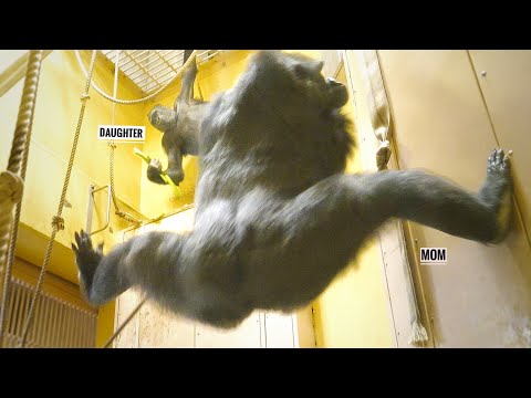 Gorilla Mom rushes Lazy Daughter to go Outside | Nene | The Shabani’s Group