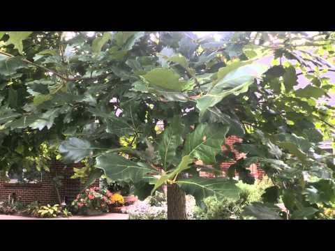 Oak Mites' Bite