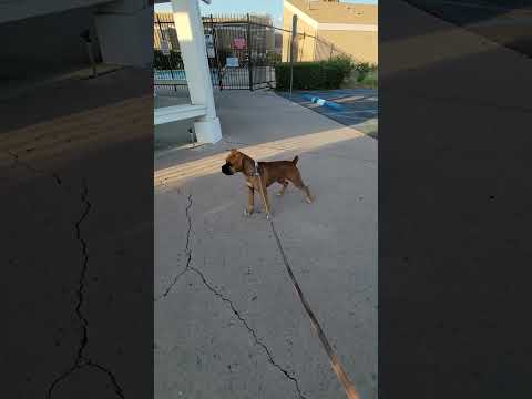 #boxer #puppylove #4months #dog