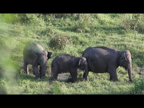 Should Animals Be Kept in Zoos?