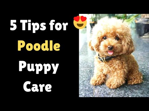 Pros and Cons of Miniature Poodles: A Comprehensive Guide