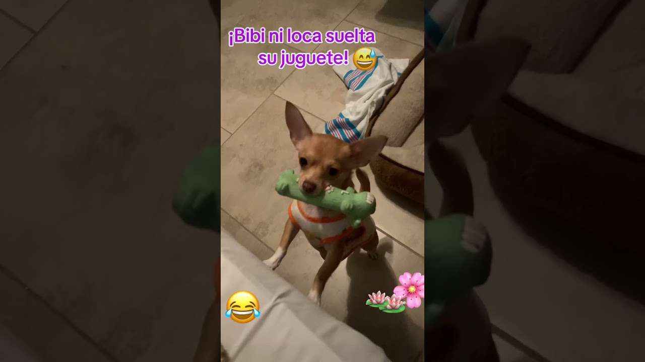 Bibi🌸 #pet #pets#humor #perros#dogs #dog #chihuahua #memes #doglover #funny #chihuahuas #perro #lol