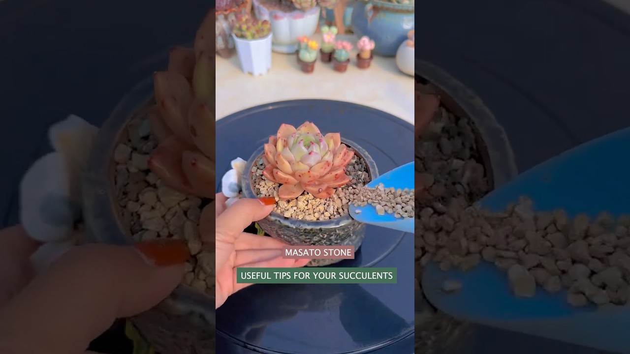 Beginner's Succulent Care: How to Repot Succulent Plants | 다육이 | 多肉植物