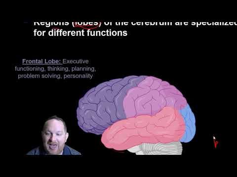 56. Brain Structure and Function