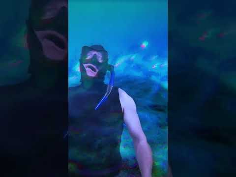 WARNING: This fish causes HALLUCINATIONS!