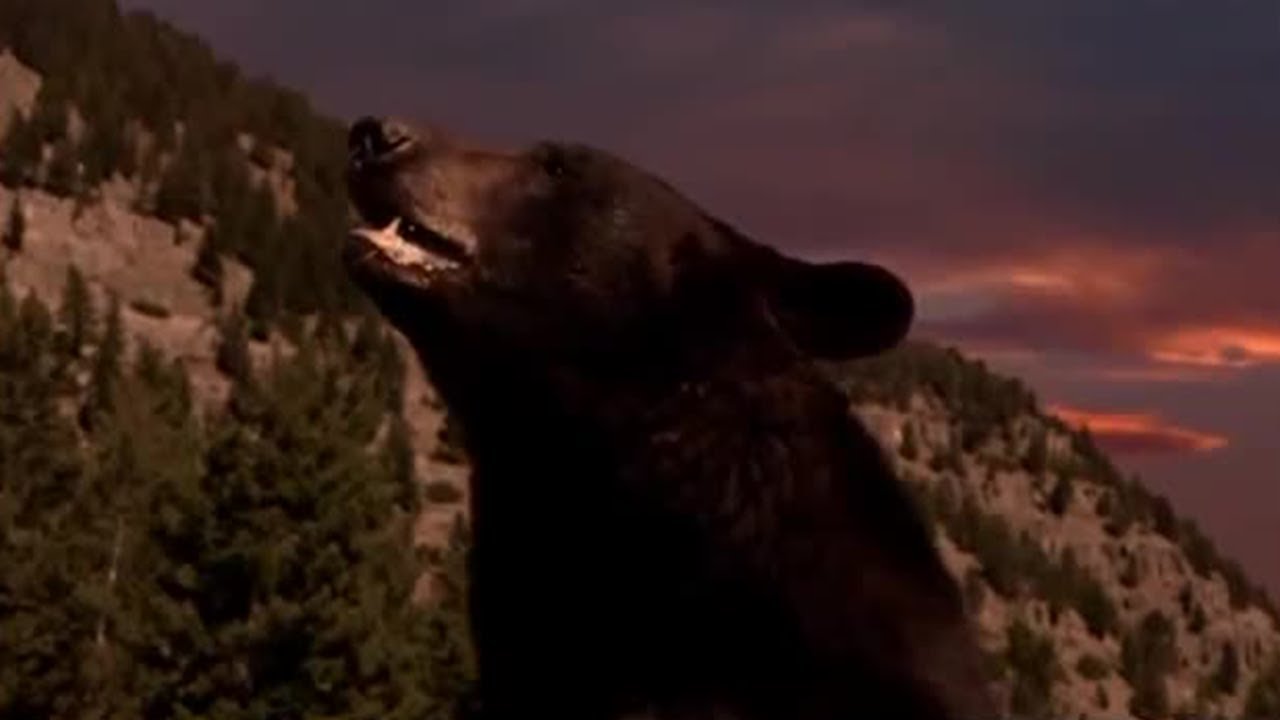 Why Do Bears Hibernate? | Big Sky Bears | BBC Earth