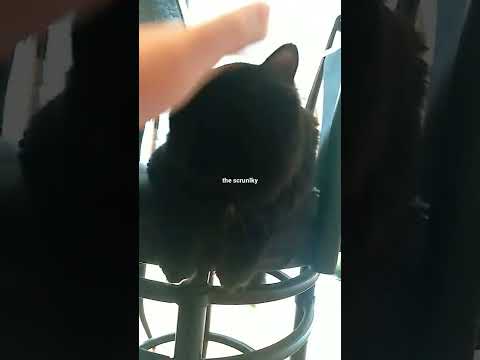 Steam Community :: Video :: el gato