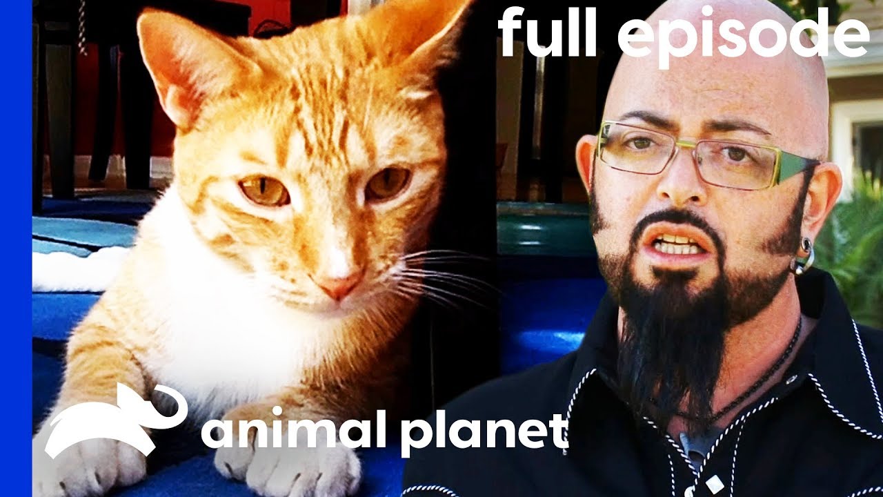 This Kitty Keeps Attacking His Owners! | My Cat From Hell (Full Episode)