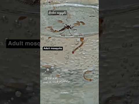 Life cycle of Dengue mosquito!🦟 #dengue #aedesaegypti #larva #pupa #adult #mosquito #shorts