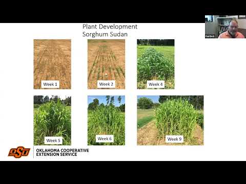 OSU Extension: Using Warm-Season Annual Grasses to Restore Hay and Grazing Inventory