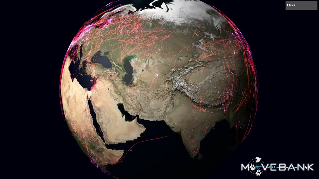 Global animal movements based on Movebank data (globe) [Updated!]