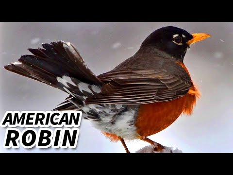 American Robin Facts: NOT the European Robin | Animal Fact Files
