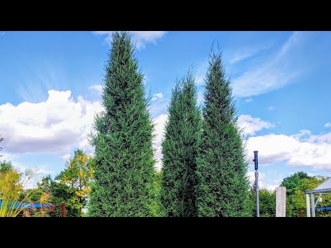 *SHORT* Taylor Juniper