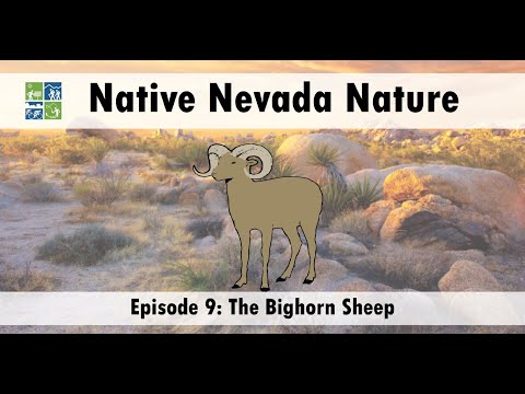 Native Nevada Nature Episode 9: The Bighorn Sheep