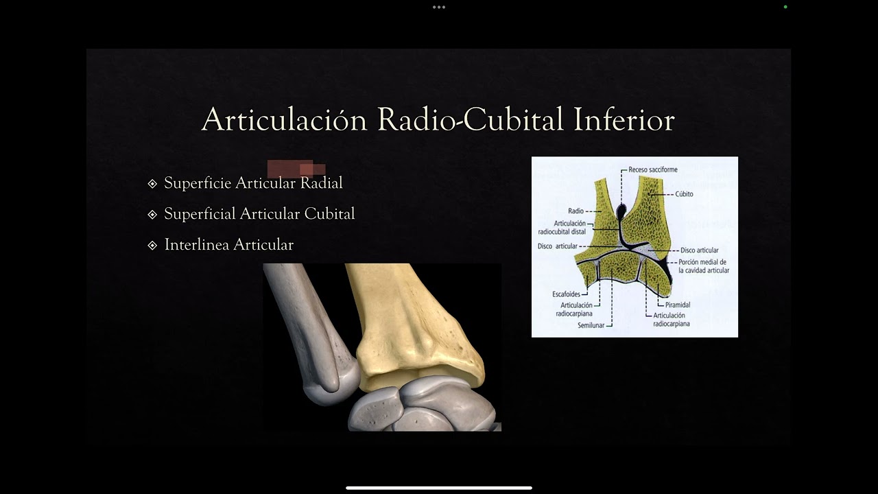 ANATOMÍA DE CODO Y ANTEBRAZO