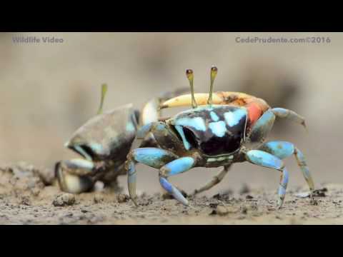 Fiddler crabs’ eyes help against predators | Dear Kitty. Some blog