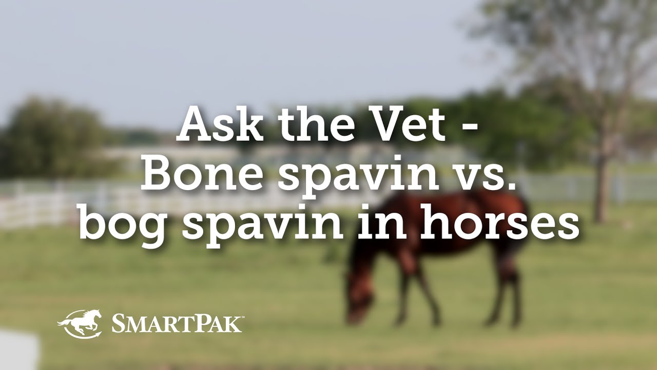 Ask the Vet - Bone spavin vs. bog spavin in horses